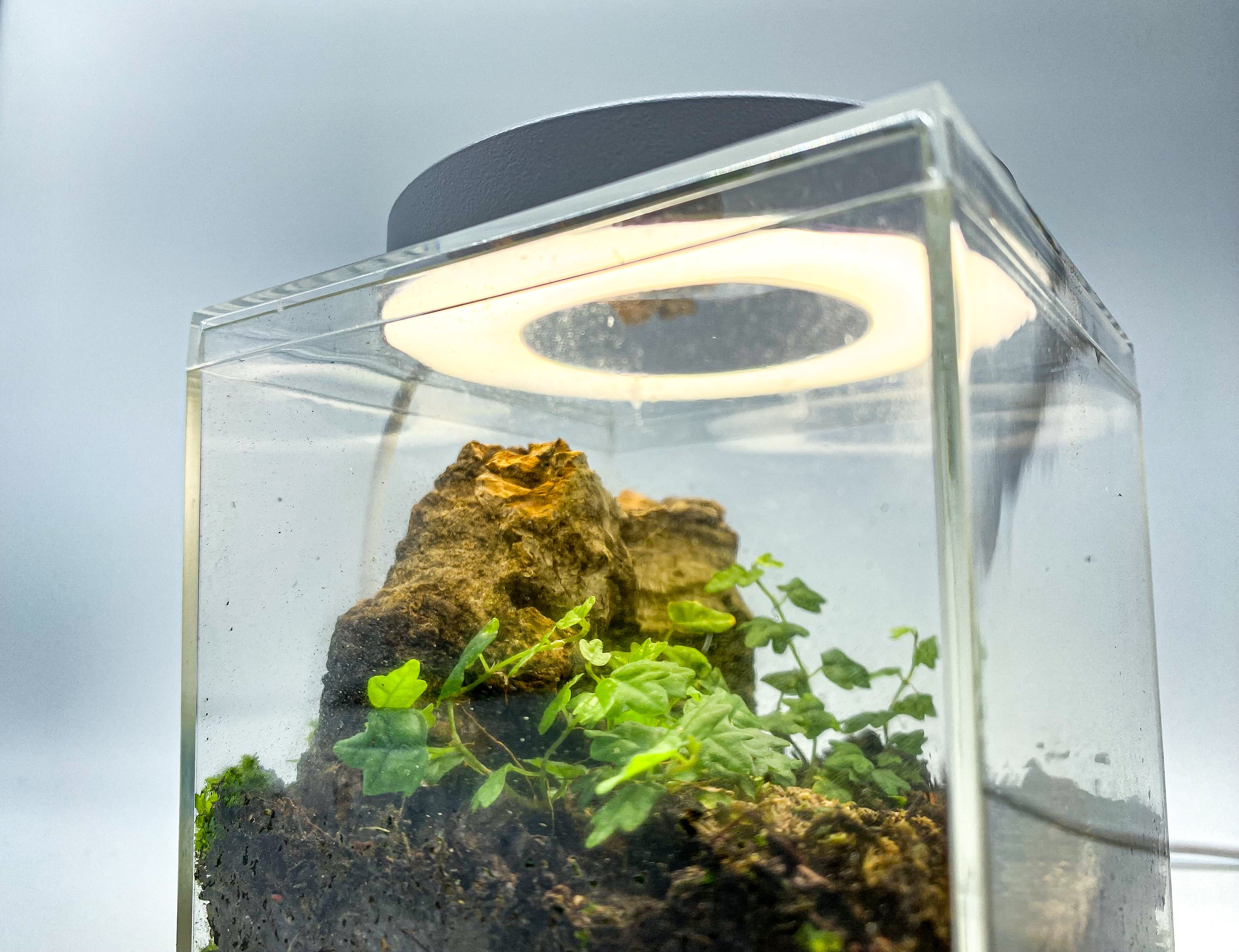 DIY Tiny Vivarium and Terrarium Starter Kits - Complete Bioactive Ecos ...