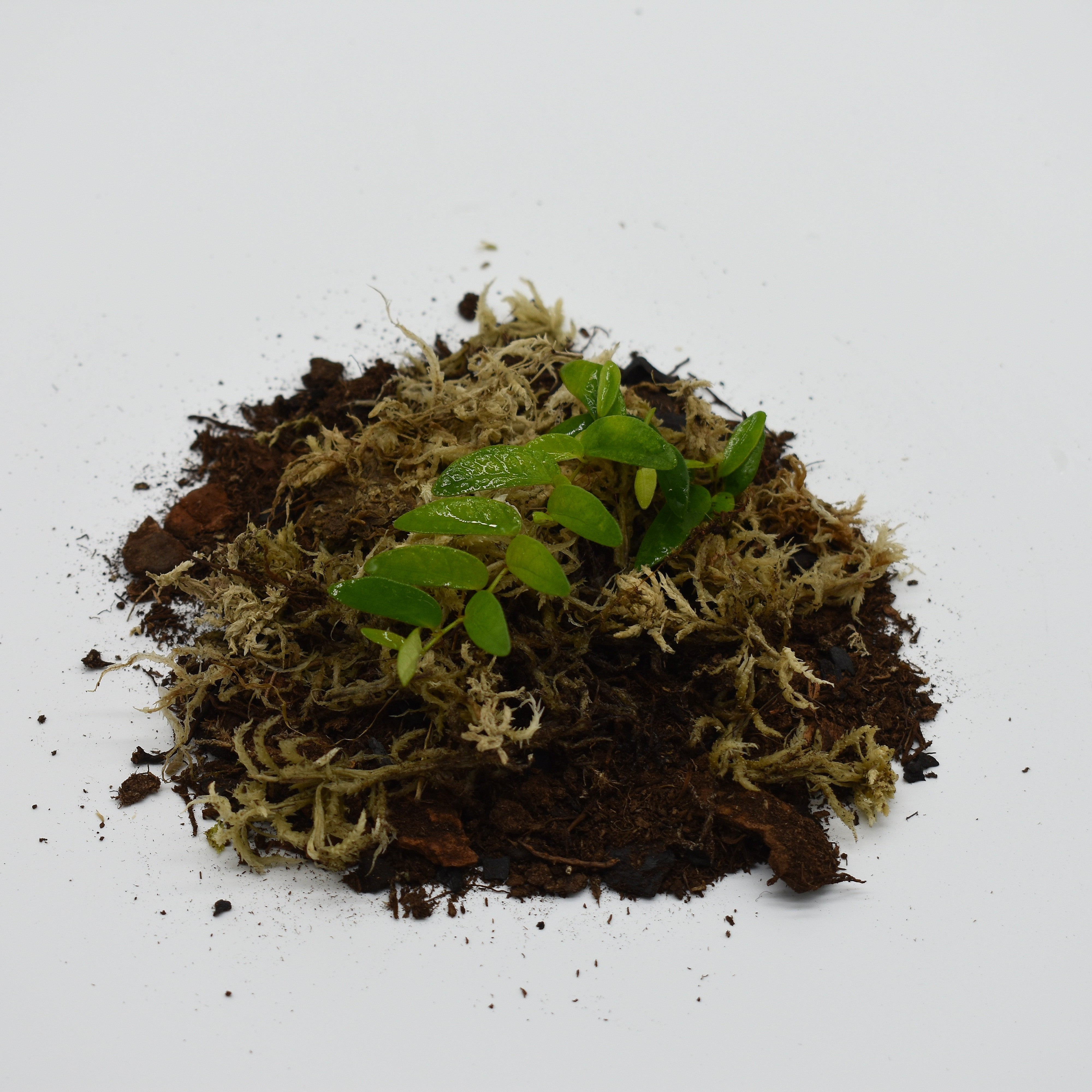 Ficus panama – MiceDirect
