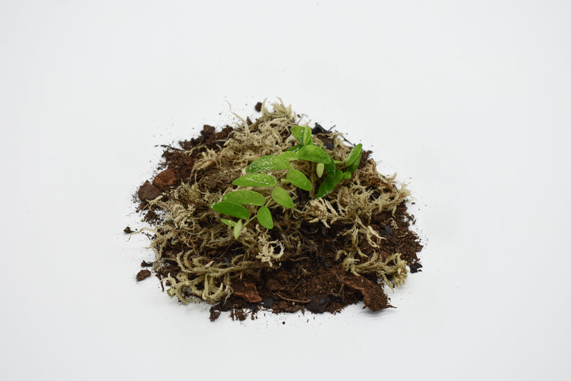 Ficus panama – MiceDirect