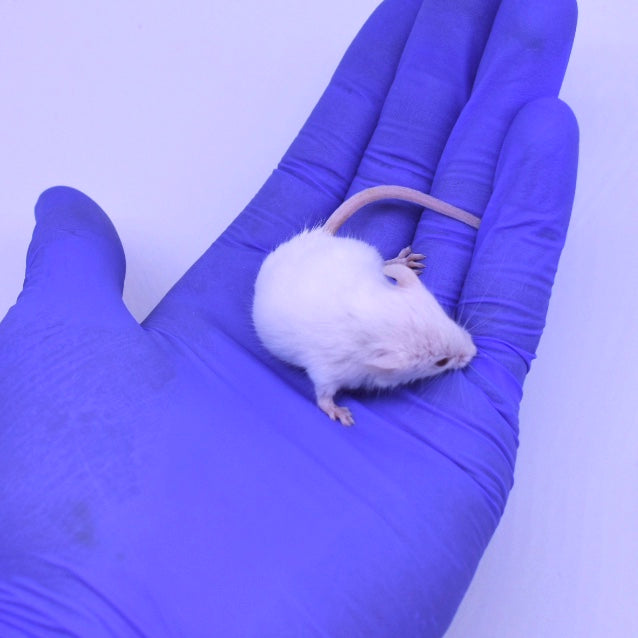 Premium Combo Pack of Frozen Mice Fuzzies & Mice Hoppers – MiceDirect