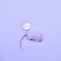 Premium Frozen Hopper Mice for Snakes & Reptiles - Fresh, Humane, Fast ...