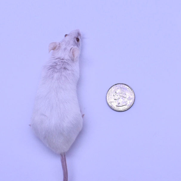 Large Adult Frozen Feeder Mice | Frozen Reptile Food | MiceDirect
