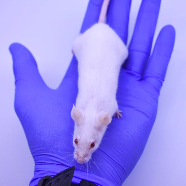 Premium Frozen Large Adult Mice for Snakes & Reptiles - Fresh, Humane ...