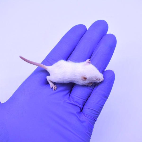 Premium Frozen Fuzzie Mice for Snakes & Reptiles - Humane, Fresh, Fast ...