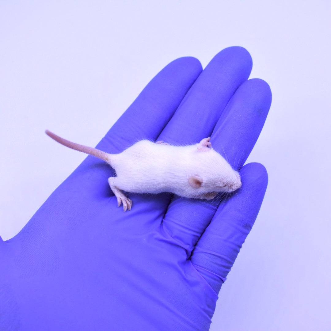 Fuzzie & Mice Hopper Mice Combo Pack – MiceDirect