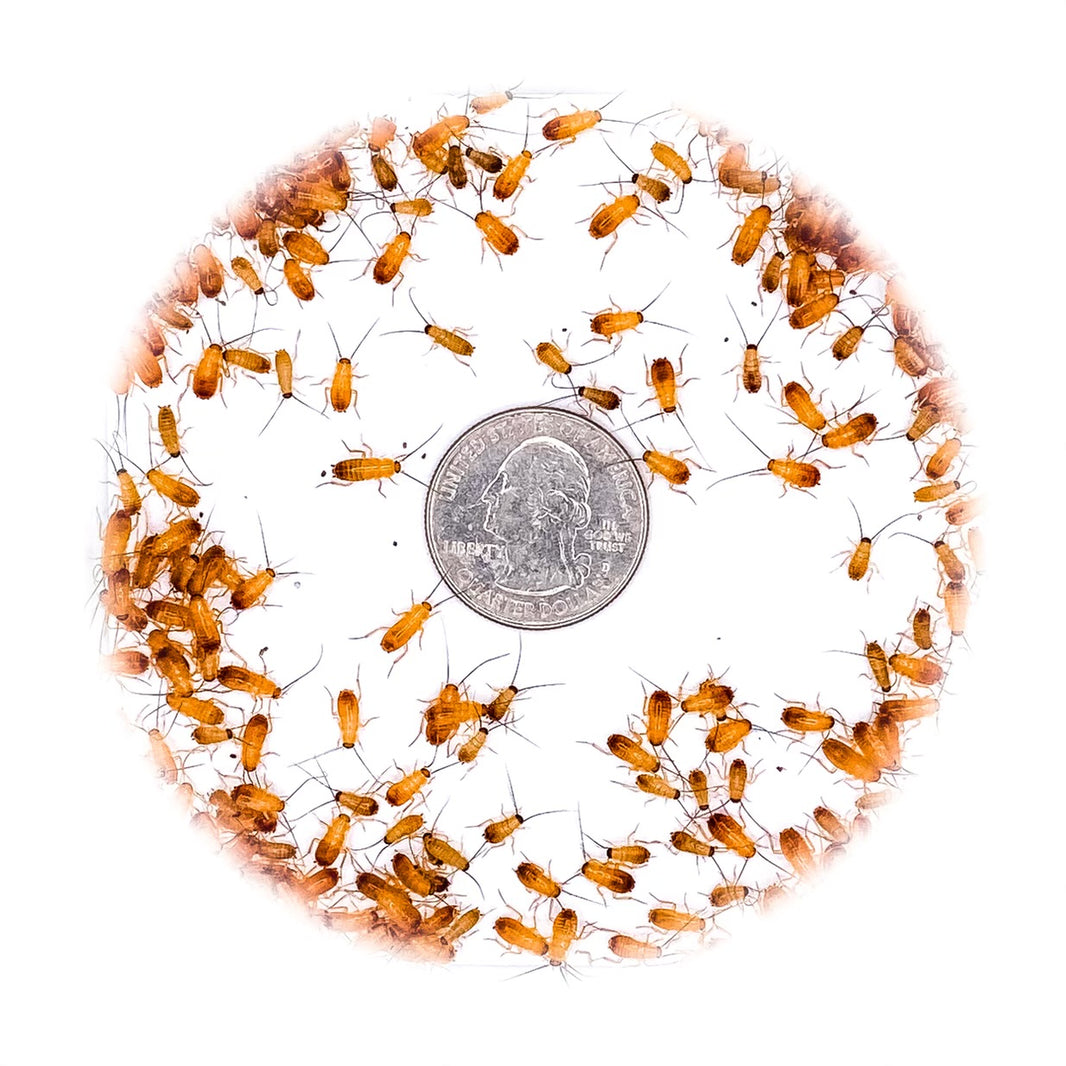 Live Red Runner Roaches: Premium Feeder Insects for Your Reptiles: Exc ...