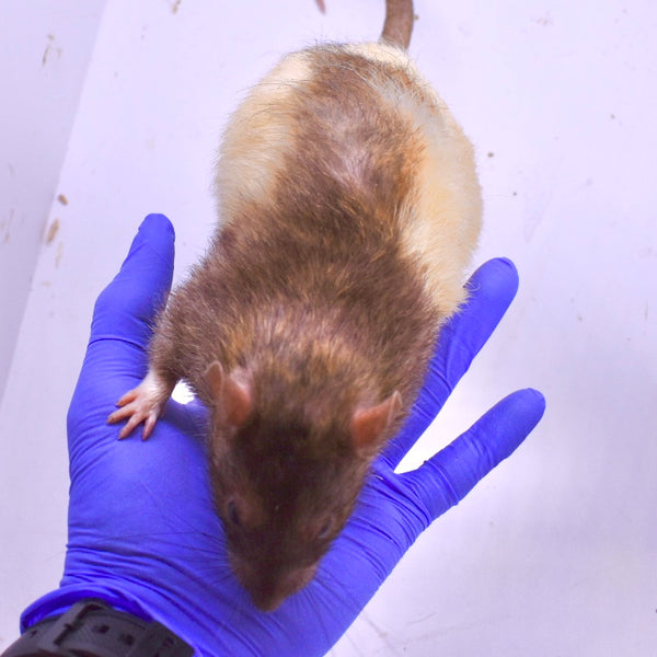 Rat Mammoths – MiceDirect