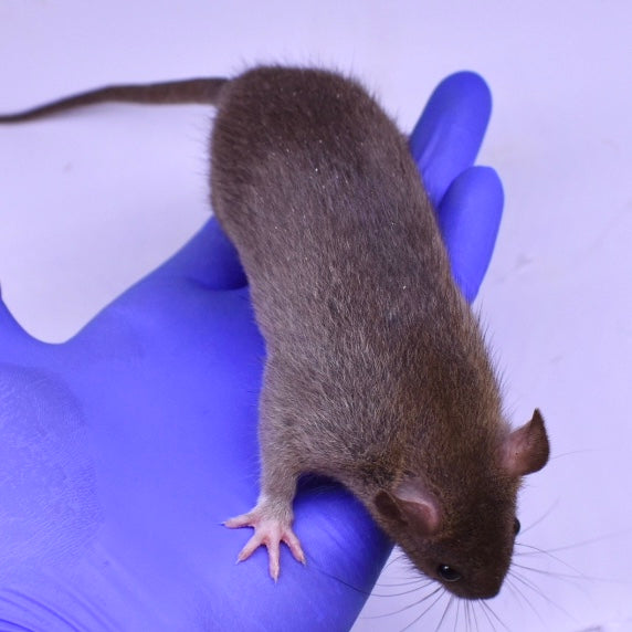 Rat Mediums for Reptiles - Premium Fresh Frozen Snake Food Feeders ...