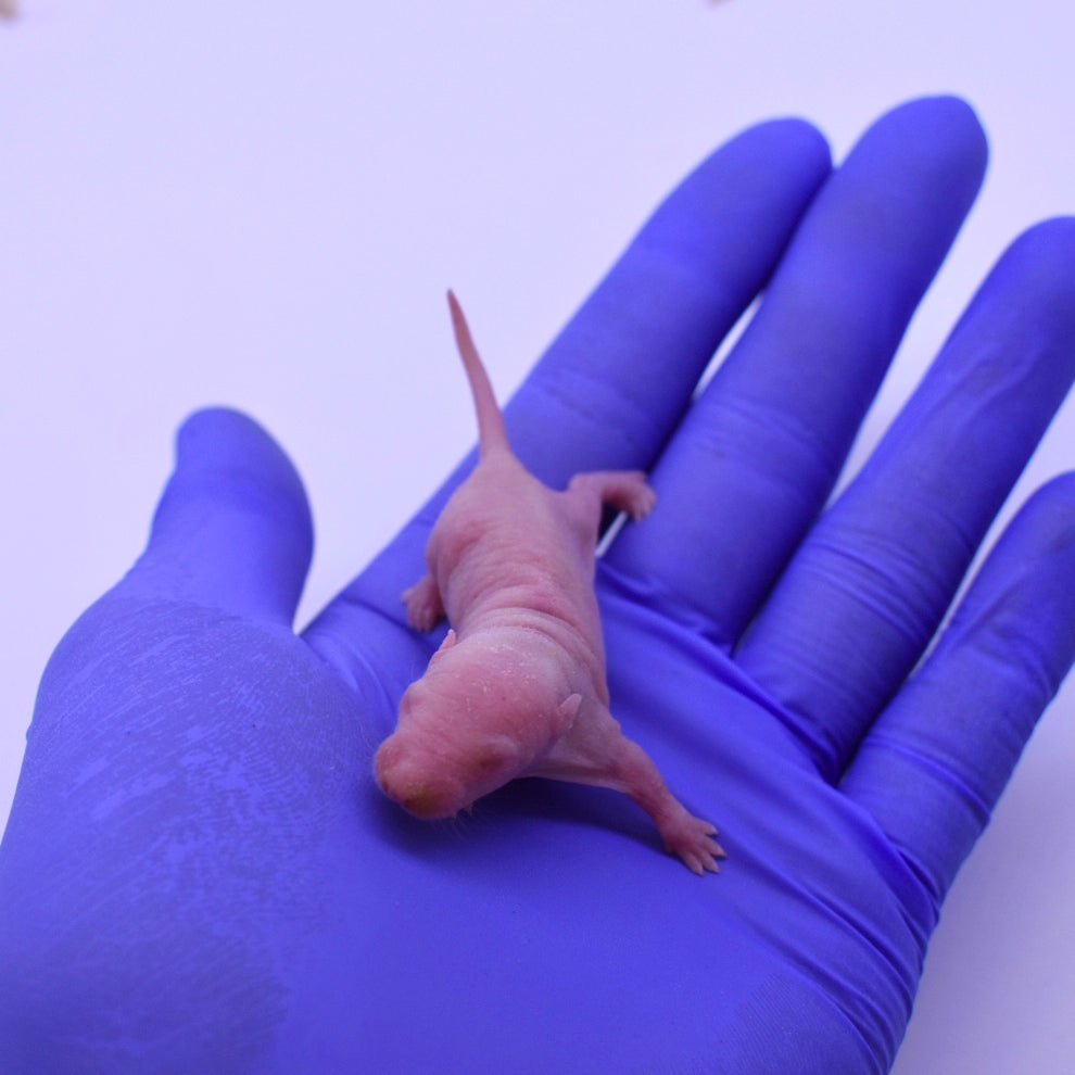 Rat Pinkies for Reptiles - Premium Fresh Frozen Snake Food Feeders ...