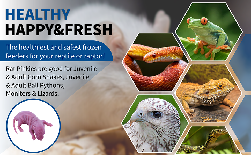 Rat Pinkies for Reptiles - Premium Fresh Frozen Snake Food Feeders ...