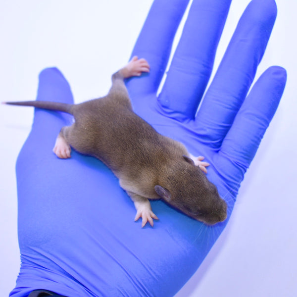 Rat Pups – MiceDirect
