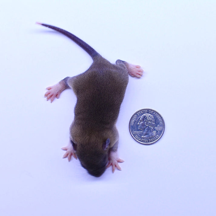 Rat Pups – MiceDirect