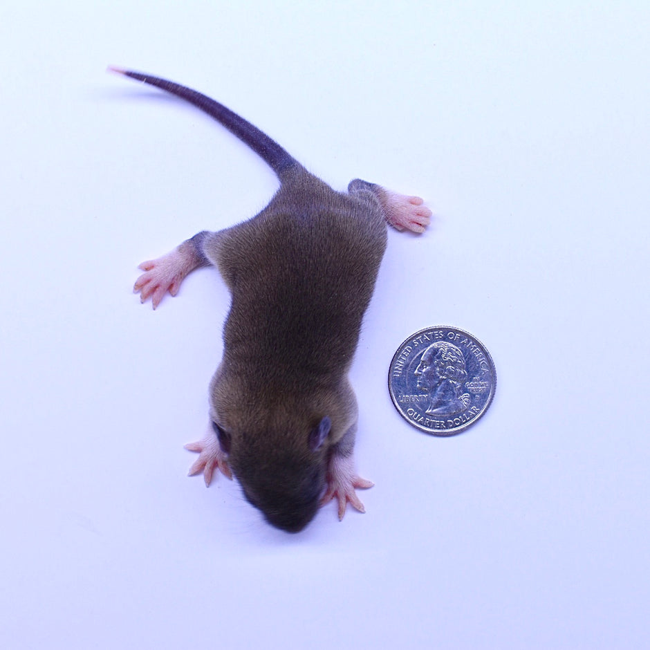 Premium Rats for Reptiles - Premium Fresh Frozen Snake Food Feeders ...