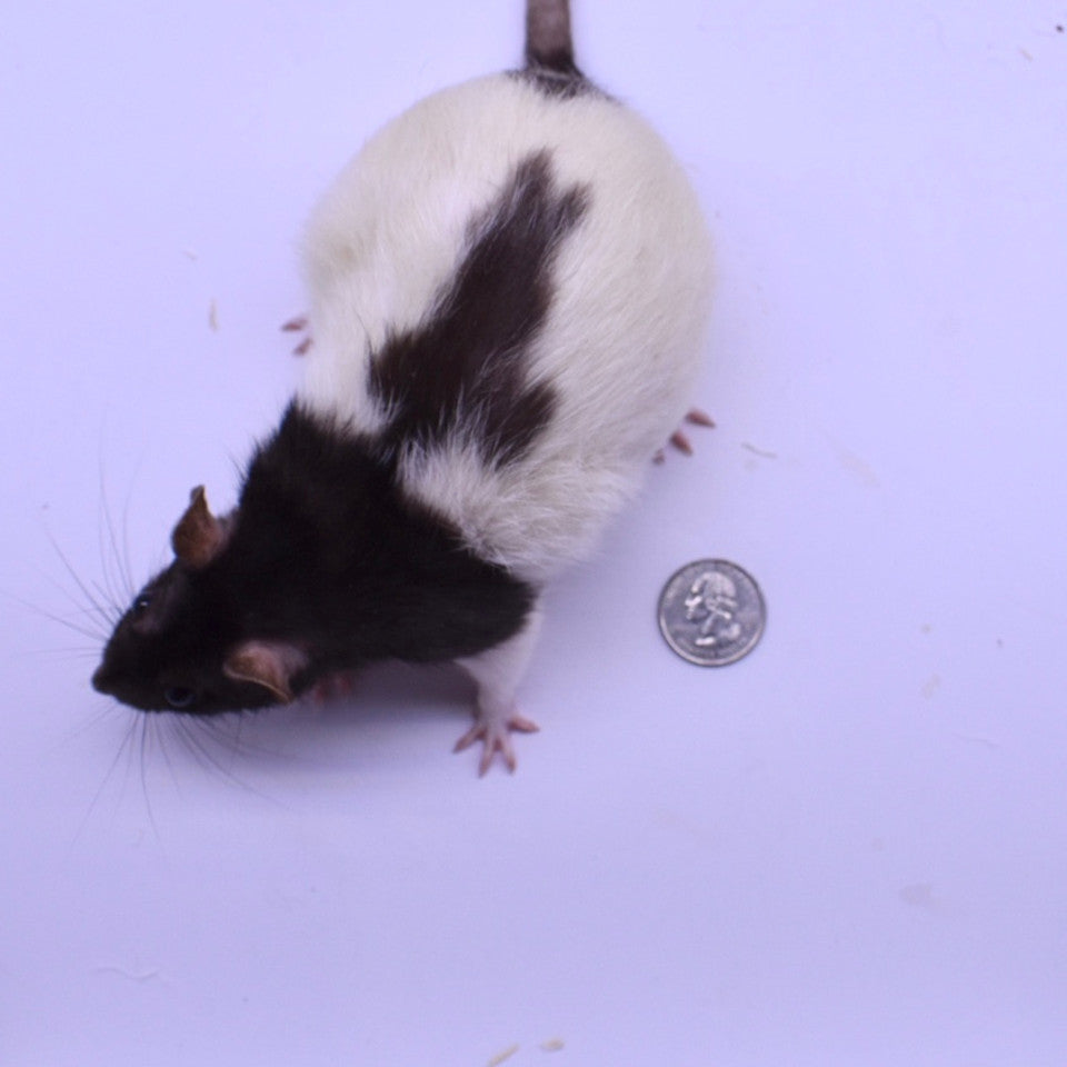 Rats Jumbo & Colossals – Mice Direct