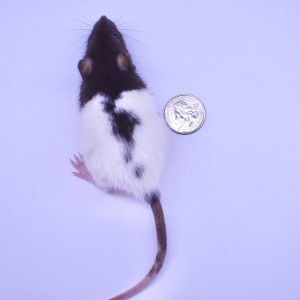 Rat Smalls for Reptiles - Premium Fresh Frozen Snake Food Feeders ...