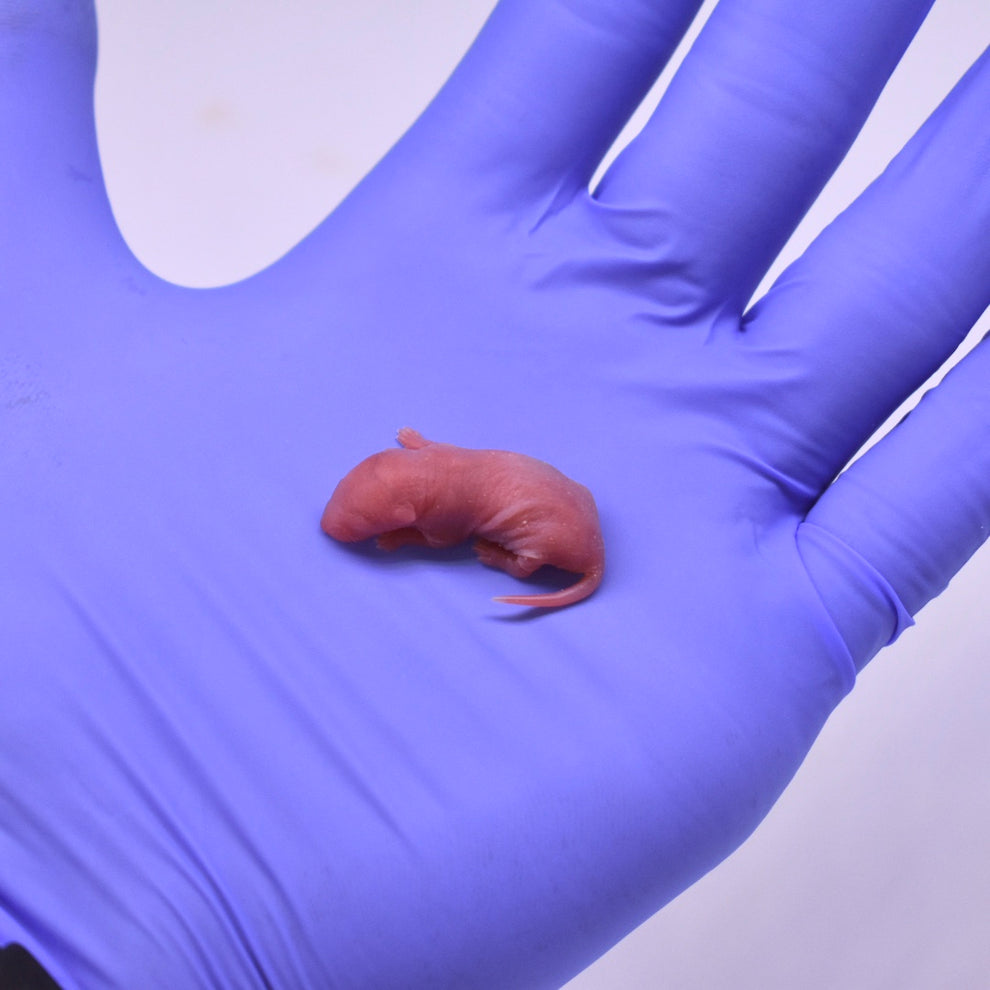 Premium Frozen Small Pinkies for Snakes & Reptiles - Humane, Fresh ...