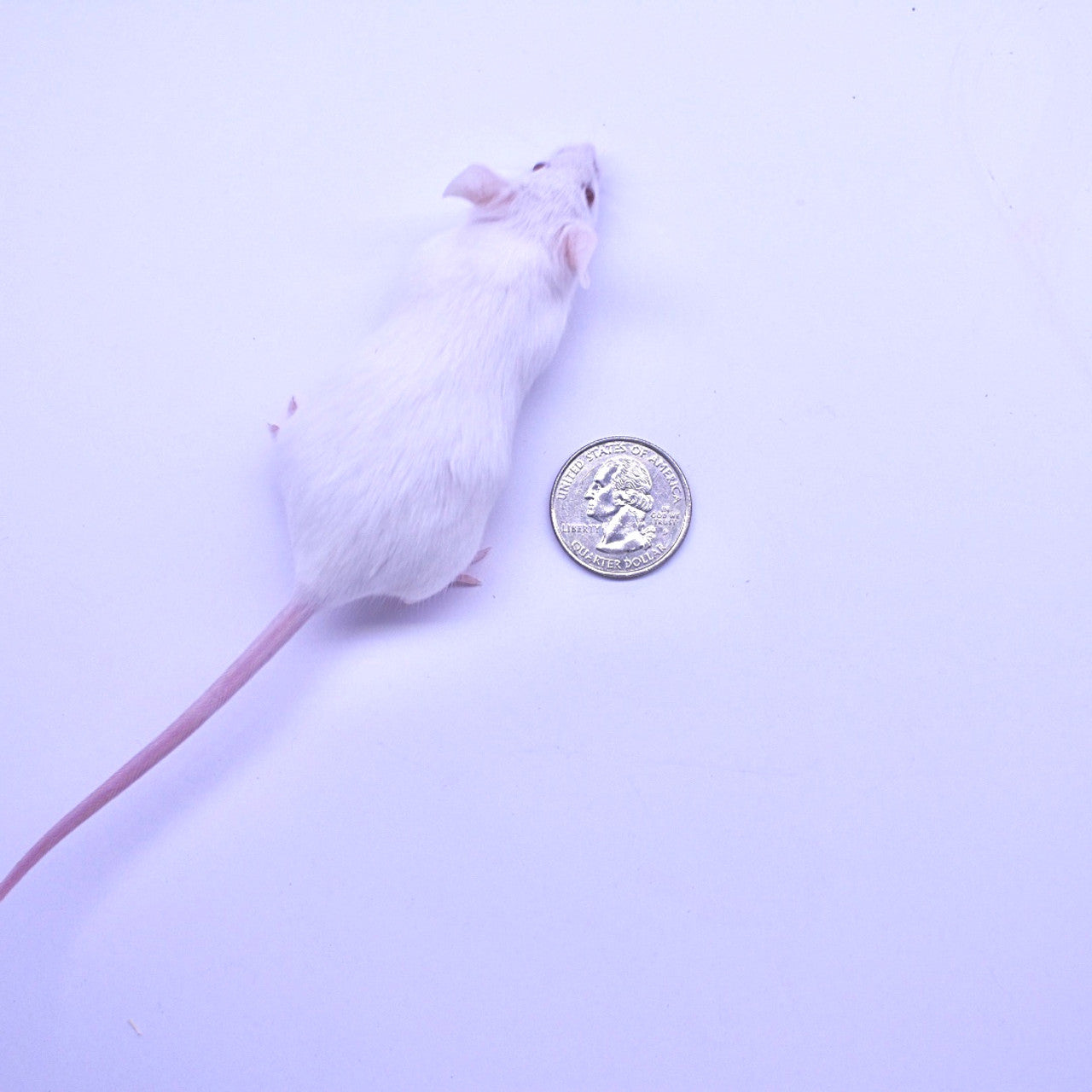 Premium Frozen Small Adult Mice for Snakes & Reptiles - Fresh, Humane ...
