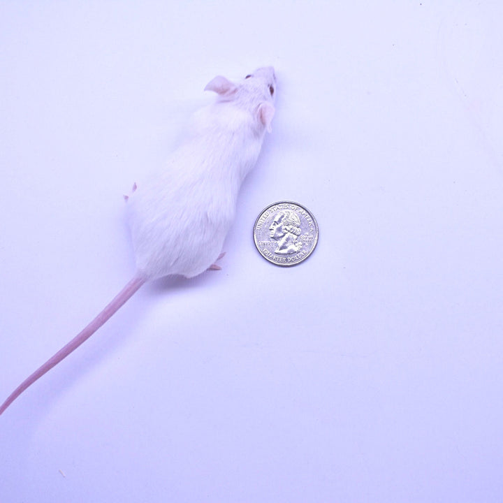 Premium Frozen Feeder Mice | Frozen Snake & Reptile Food | MiceDirect