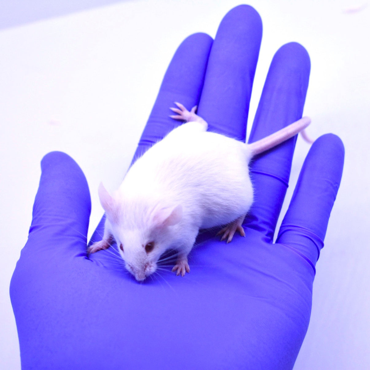 Premium Frozen Small Adult Mice for Snakes & Reptiles - Fresh, Humane ...