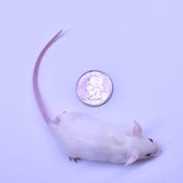 Premium Frozen Feeder Mice: Fresh, Healthy, and Humane - MiceDirect