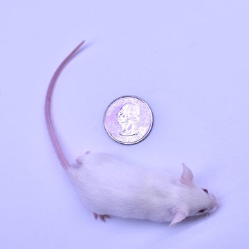 Premium Frozen Feeder Mice | Frozen Snake & Reptile Food | MiceDirect