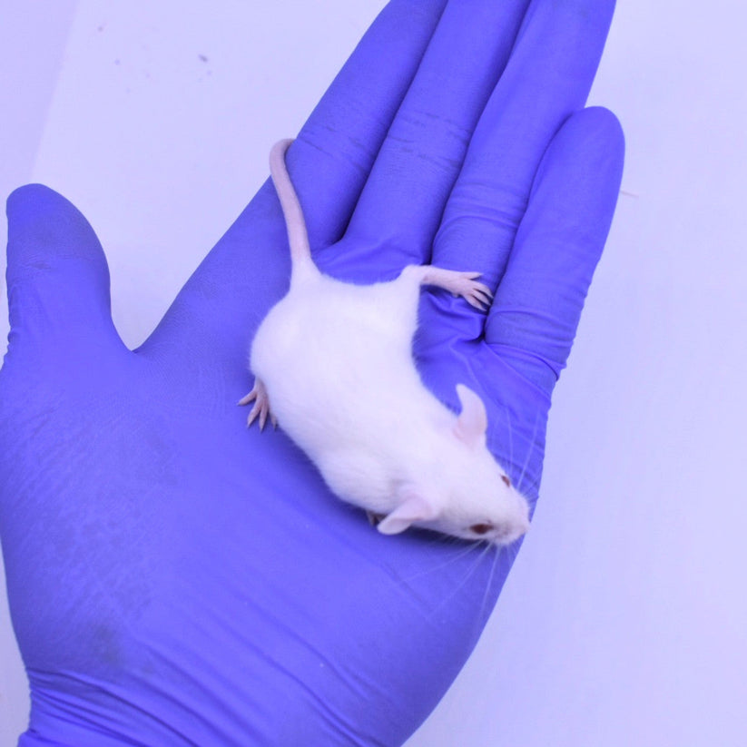 Premium Frozen Weanling Mice for Snakes & Reptiles - Fresh, Humane ...