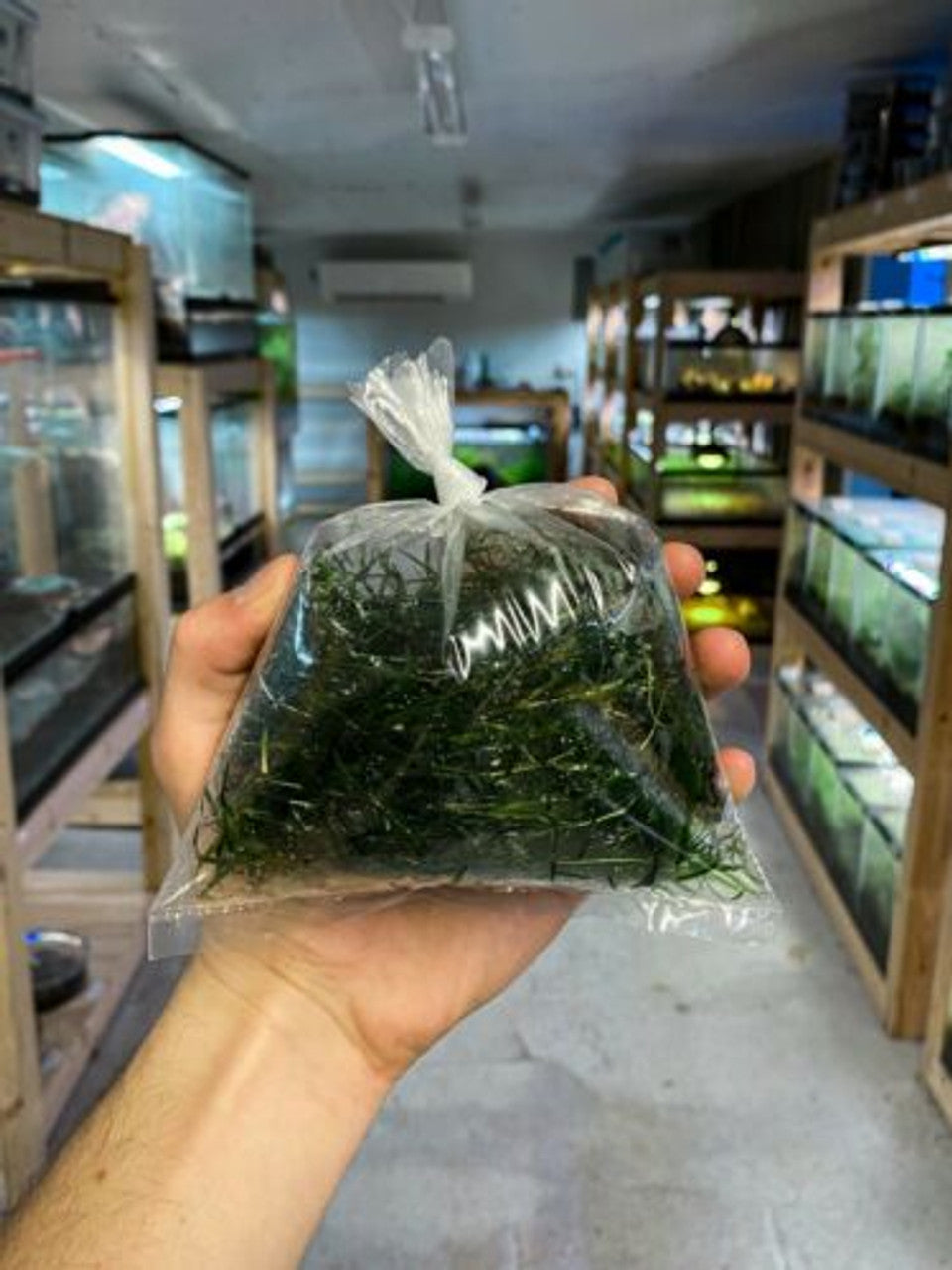 Guppy Grass | Najas Guadalupensis | Live Freshwater Aquarium Plant ...