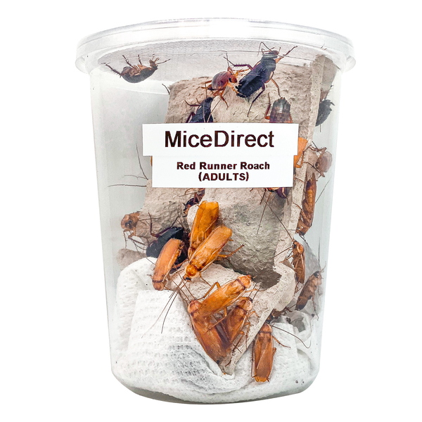 Extra Large Male Red Runners (1") – MiceDirect