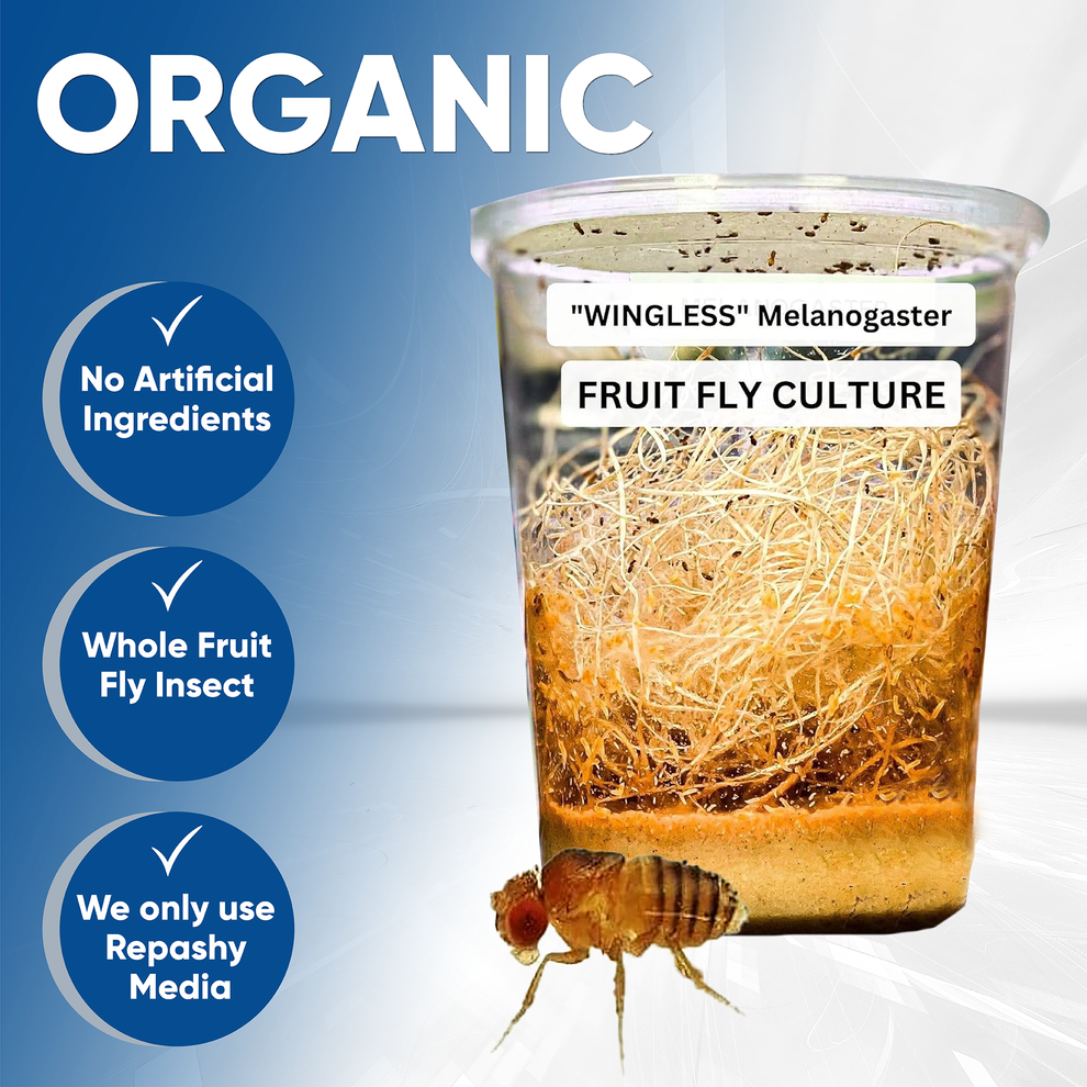 Fruit Flies Bearded Dragon Spiders Dart Frogs Tropical Fish Amphibians ...